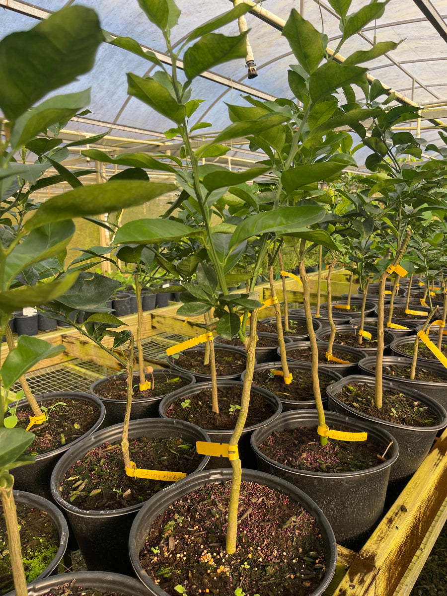 China Nebo Roja de Injerto – Jibarito Urbano