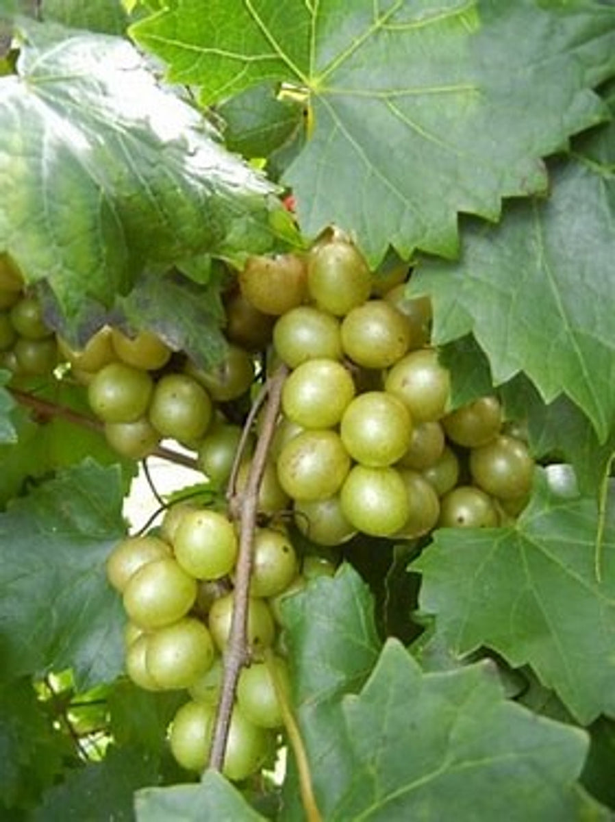 Uva blanca Muscadina Welder – Jibarito Urbano