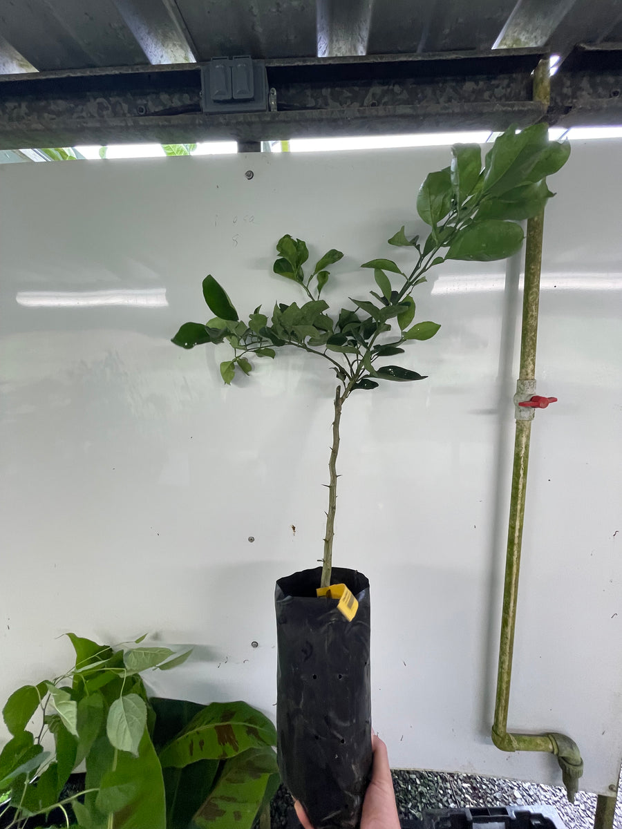 China Valencia de Injerto – Jibarito Urbano