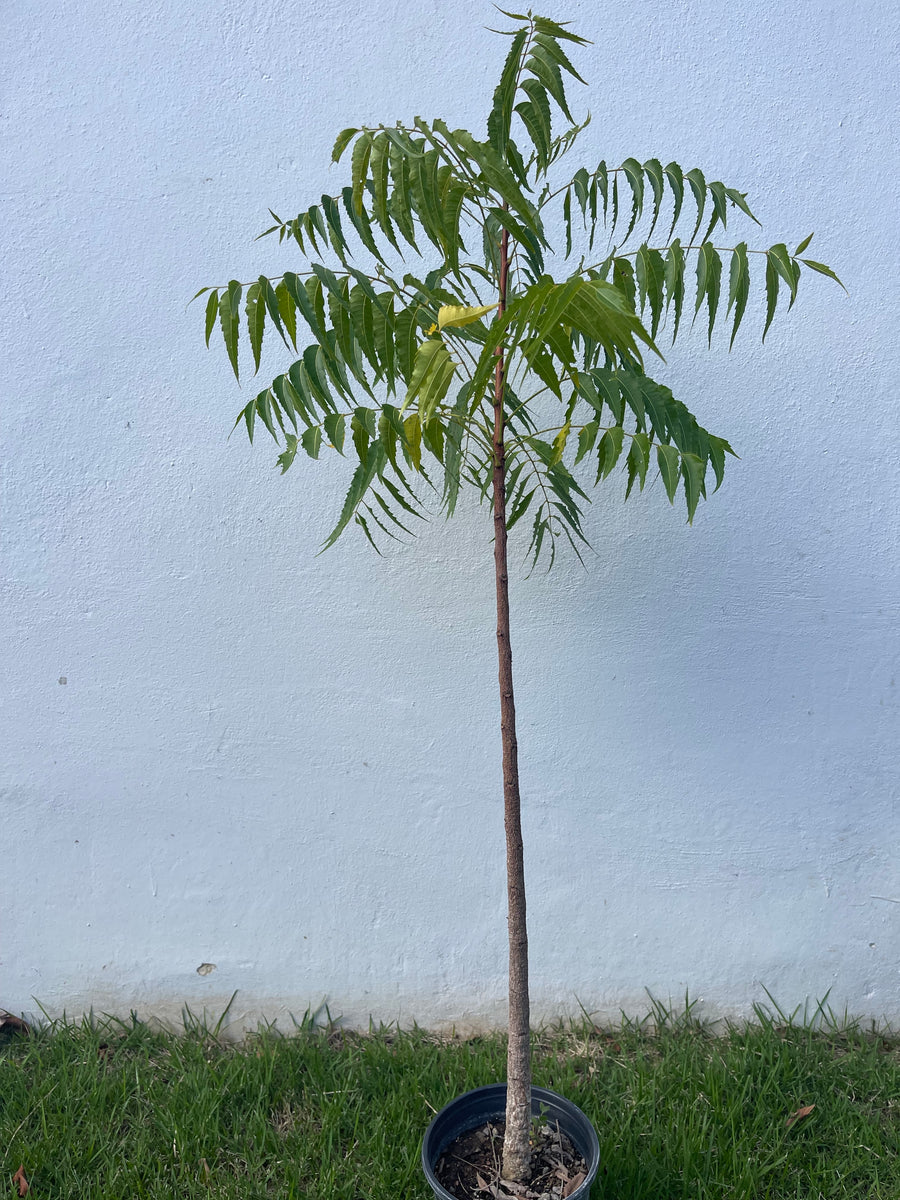 Árbol de Nim – Jibarito Urbano