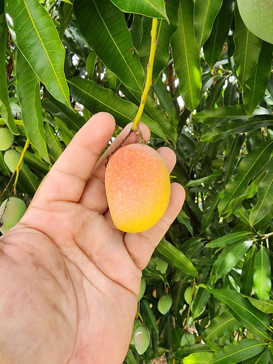 Baby Mango – Jibarito Urbano
