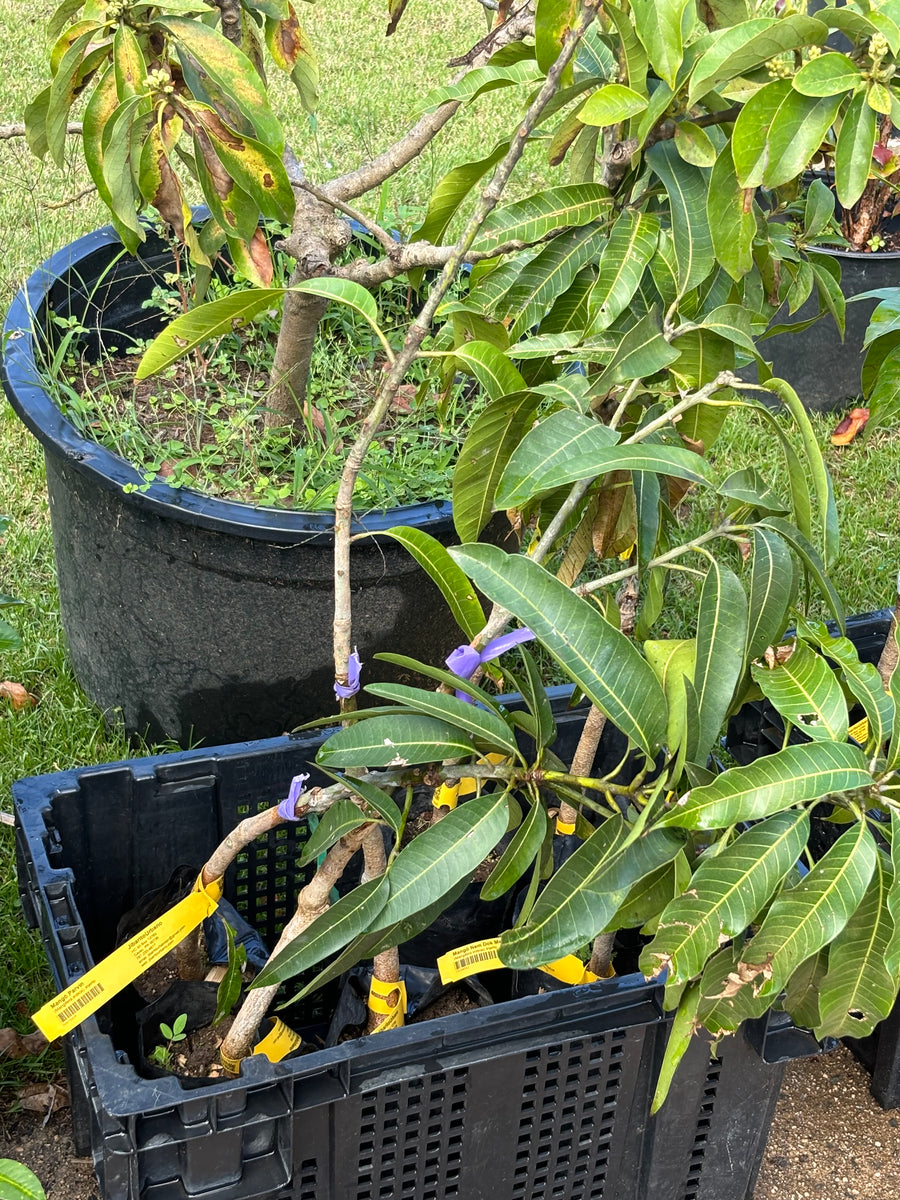 Mangó Parvin – Jibarito Urbano