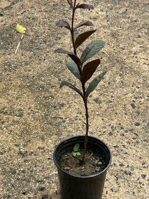 Guayaba morada – Jibarito Urbano