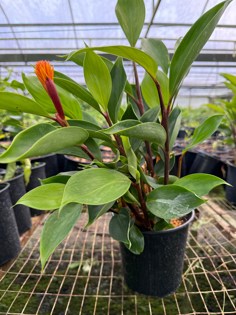 Golden Brush Ginger – Jibarito Urbano