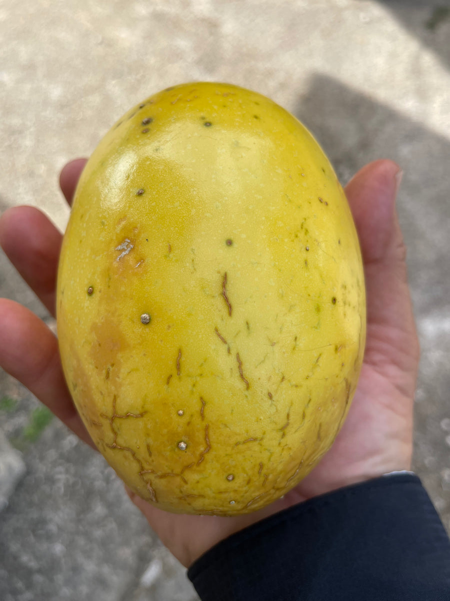 Parcha Amarilla de Fruta Gigante – Jibarito Urbano