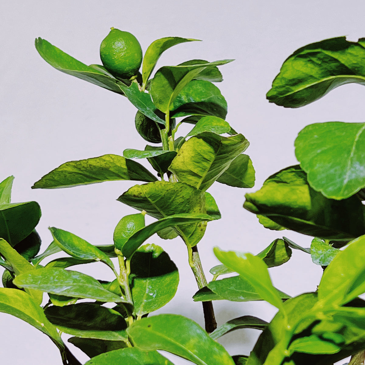 Limón Tahití – Jibarito Urbano