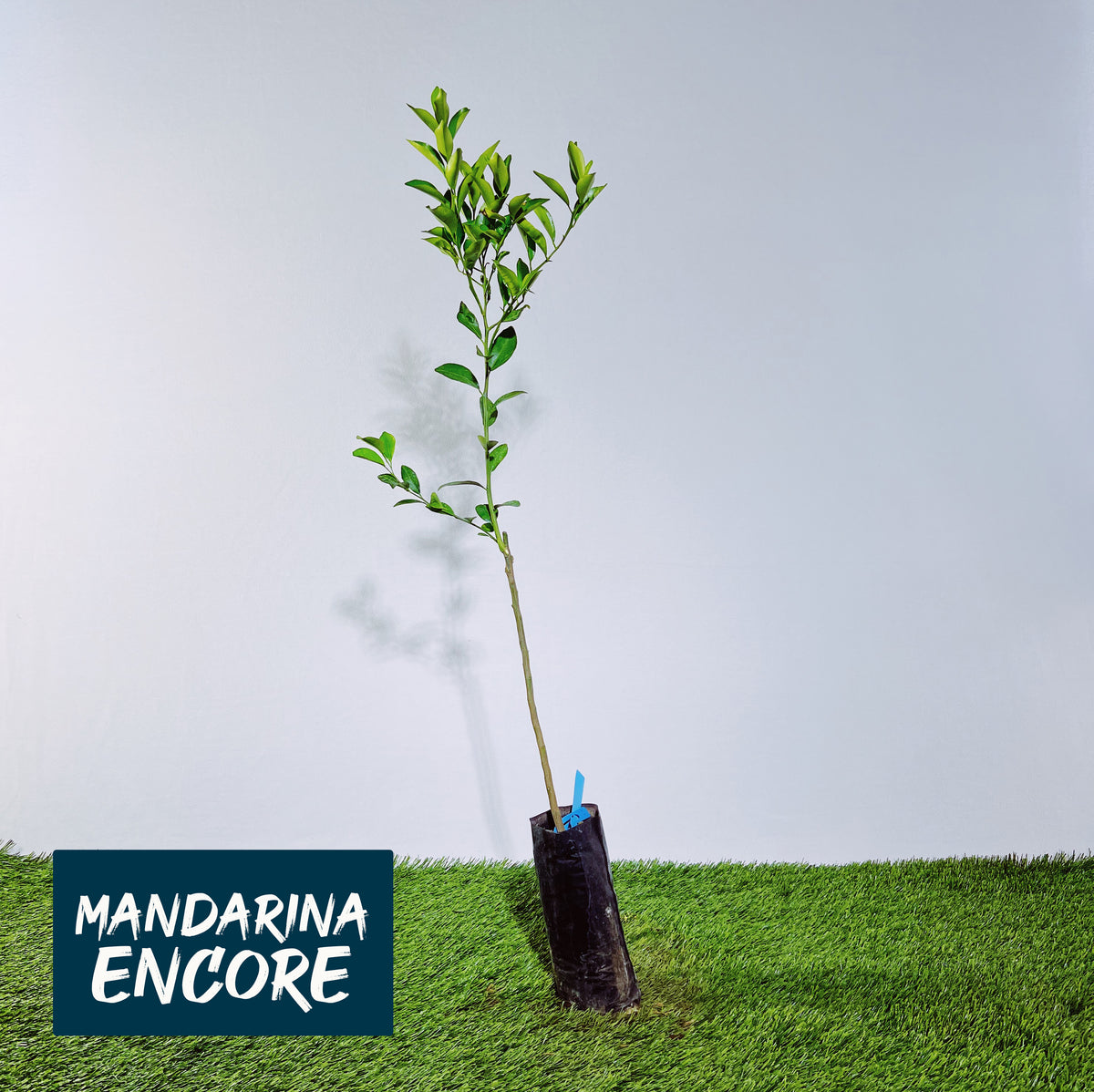 Mandarina Encore de Injerto – Jibarito Urbano