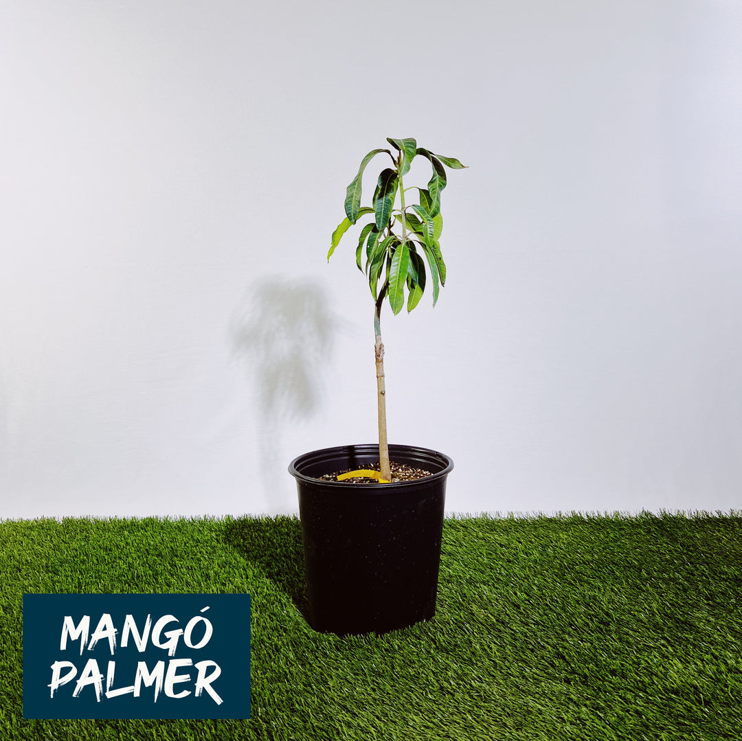 Mangó Palmer Injerto – Jibarito Urbano