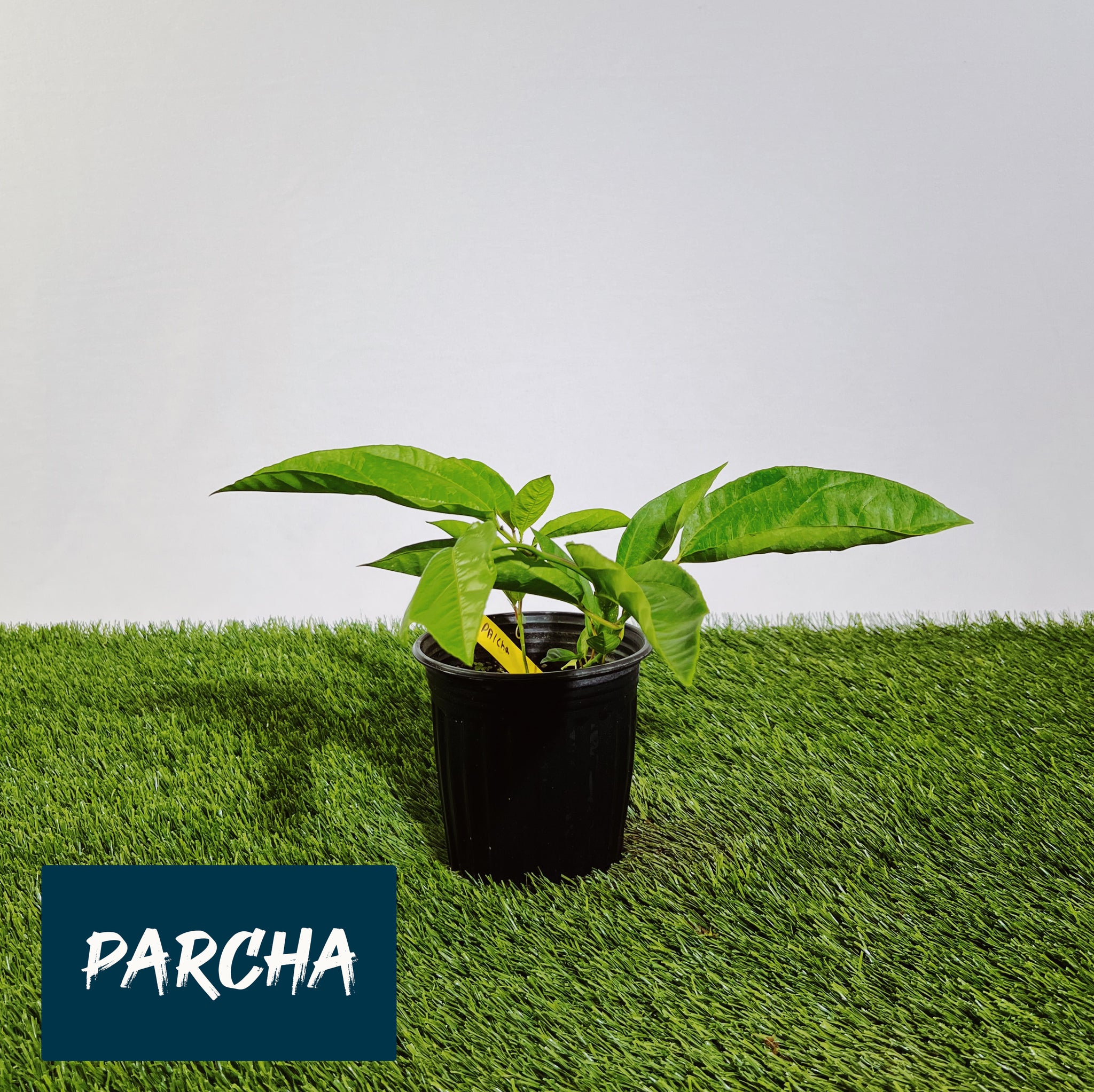 Parcha Amarilla de Fruta Gigante – Jibarito Urbano