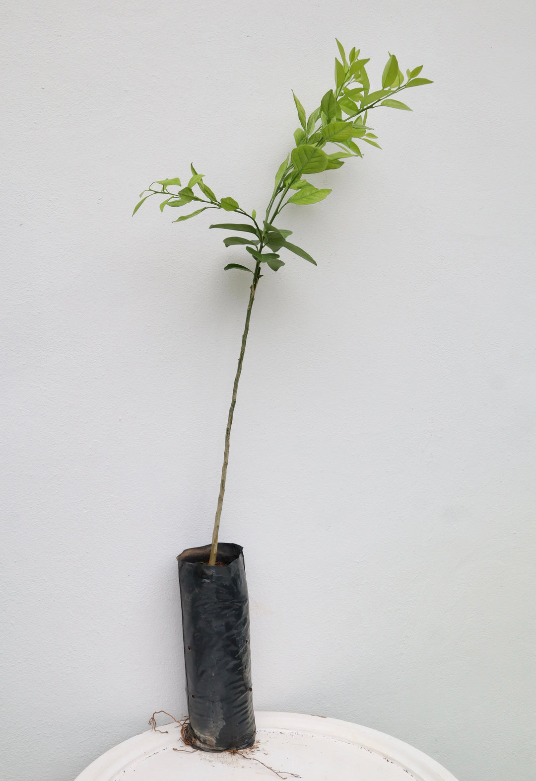 China Valencia de Injerto – Jibarito Urbano