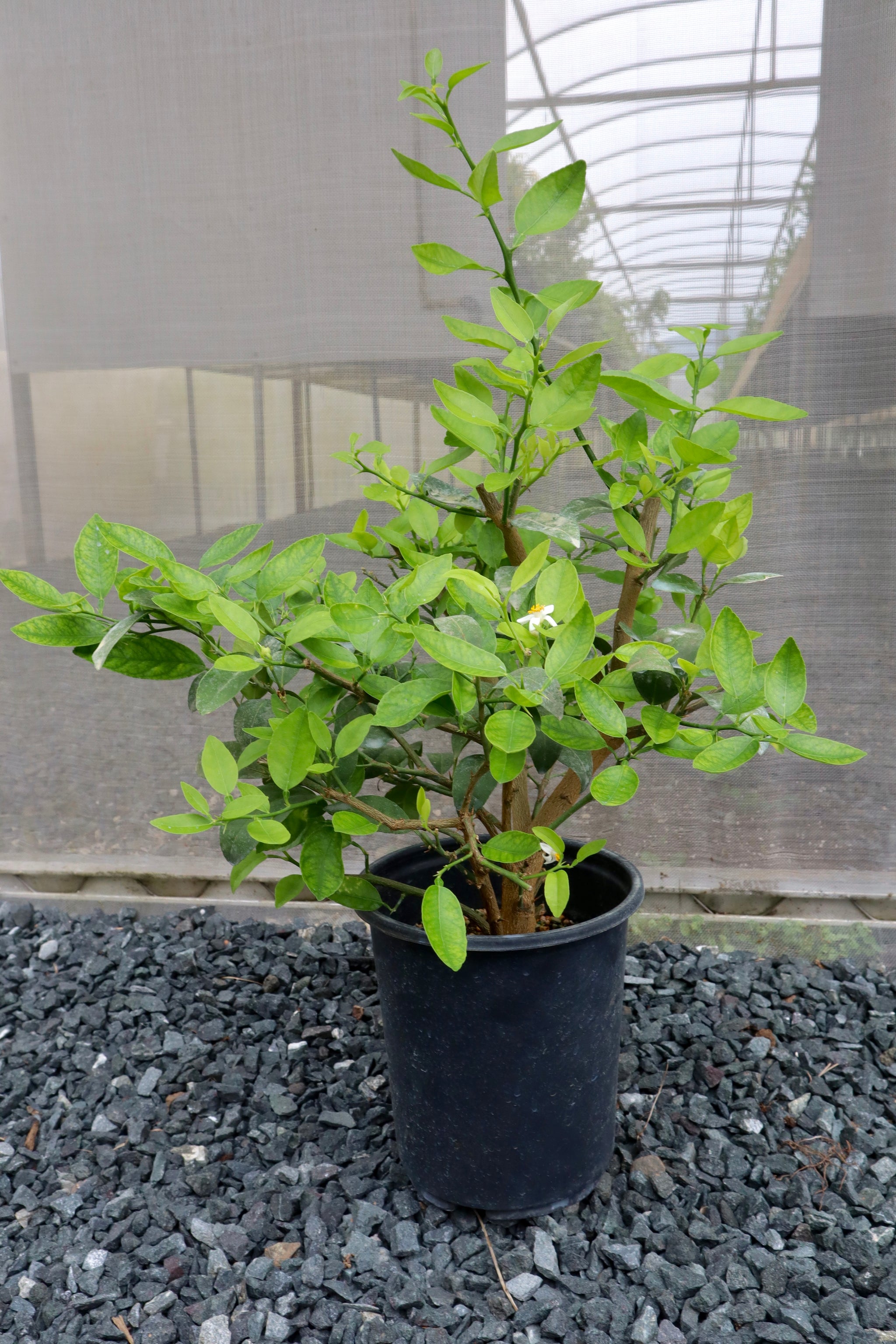 China Valencia de Injerto – Jibarito Urbano