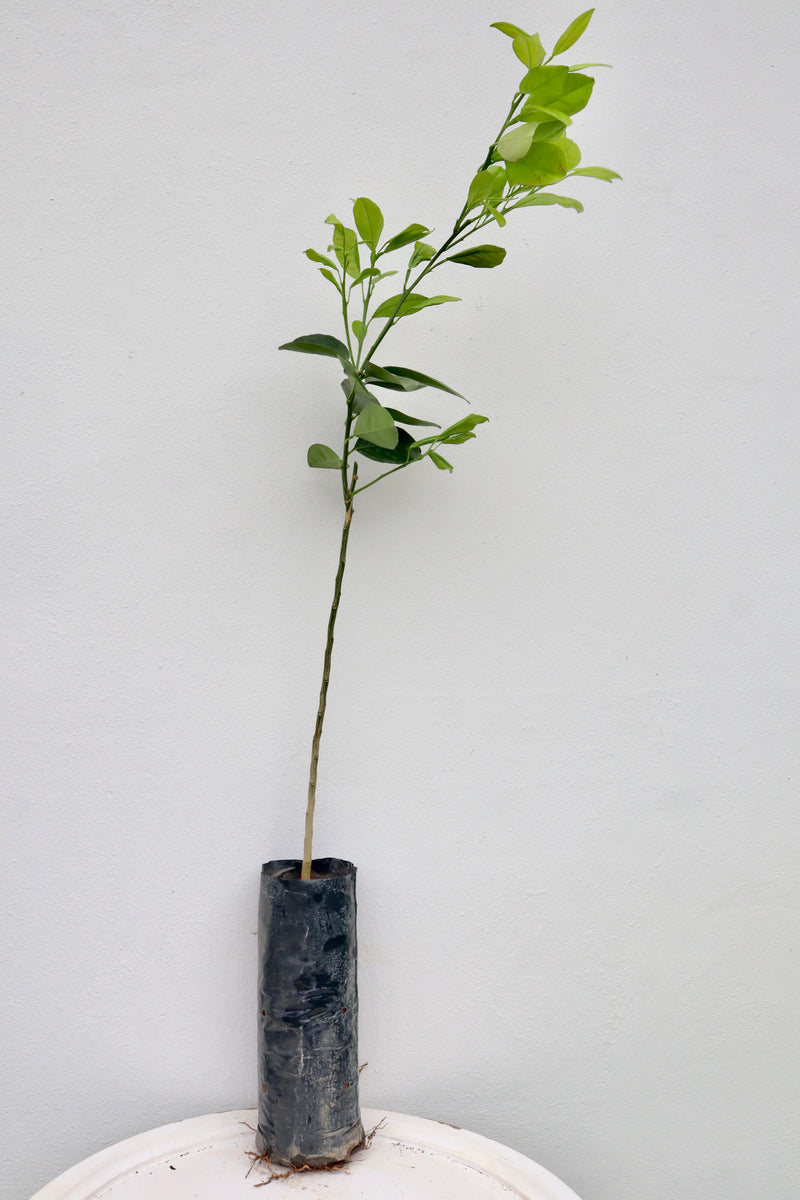 China Nebo Roja de Injerto – Jibarito Urbano