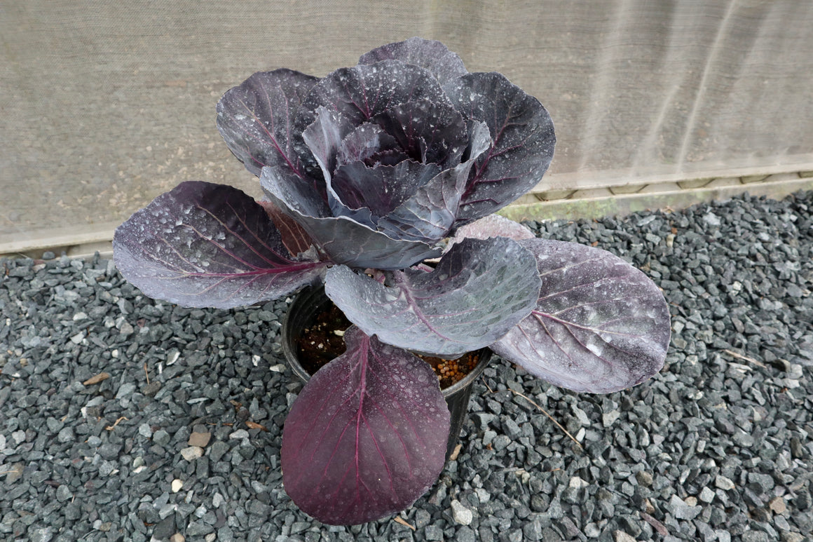 Hortalizas – Jibarito Urbano